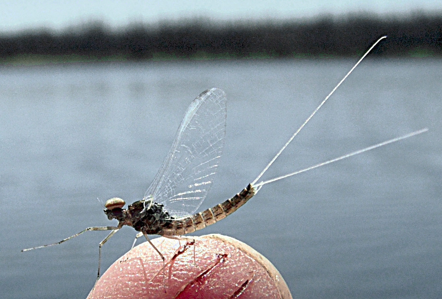 Fly Fishing In Yellowstone National Park: Gulpers & Gulpers