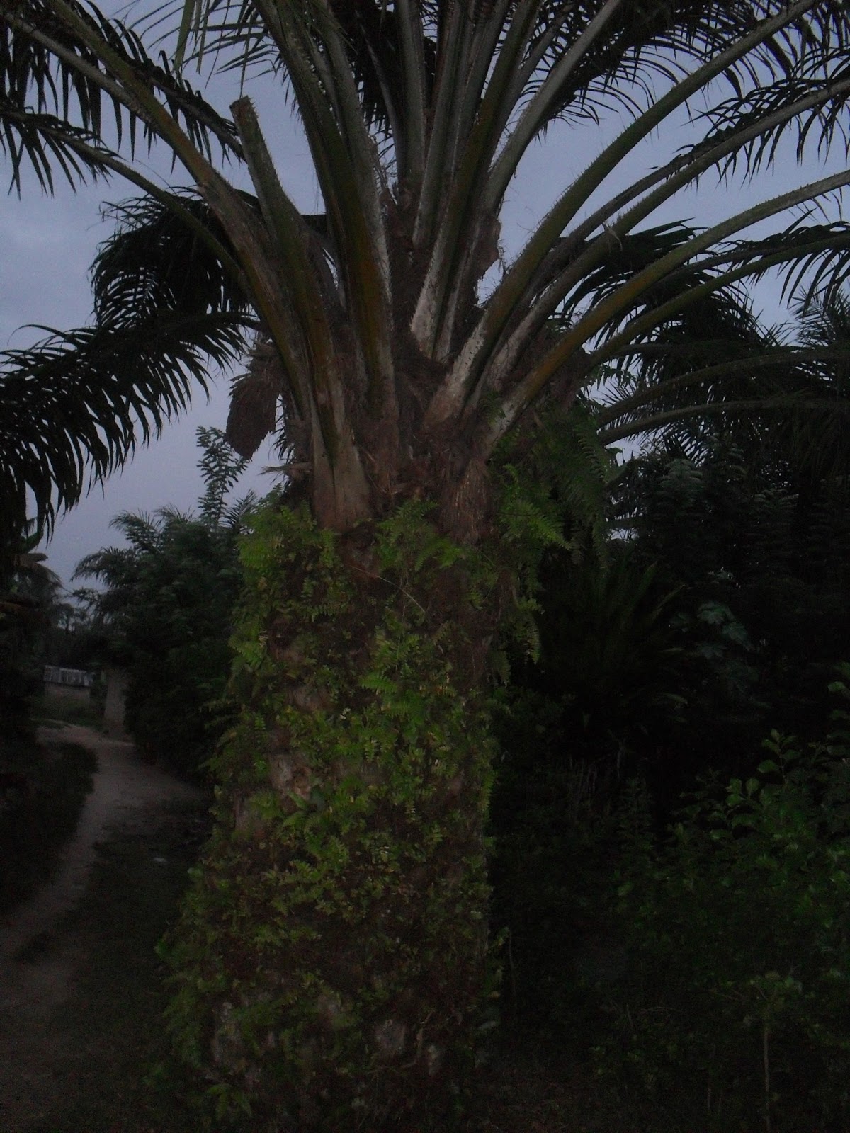 PALM WINE BREWERY AND LOCAL GIN DISTILLATION: PICTURES OF TAPPING PALM WINE