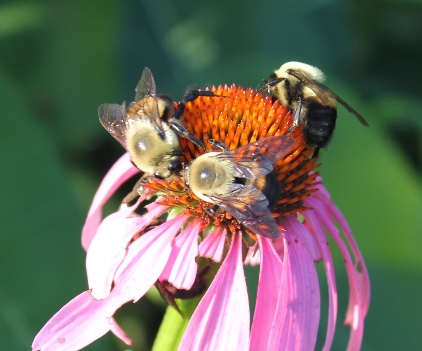 The Kentucky Wildflower Farm: Bumblebees, Bee Balm and a Rabbit ...