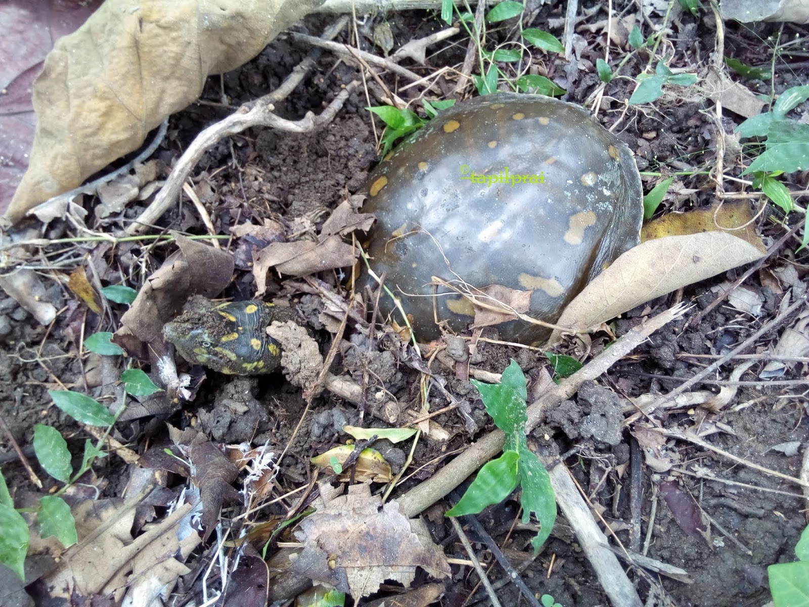 Nature in Nepal: Tortoises and Freshwater Turtles of Nepal and Their ...