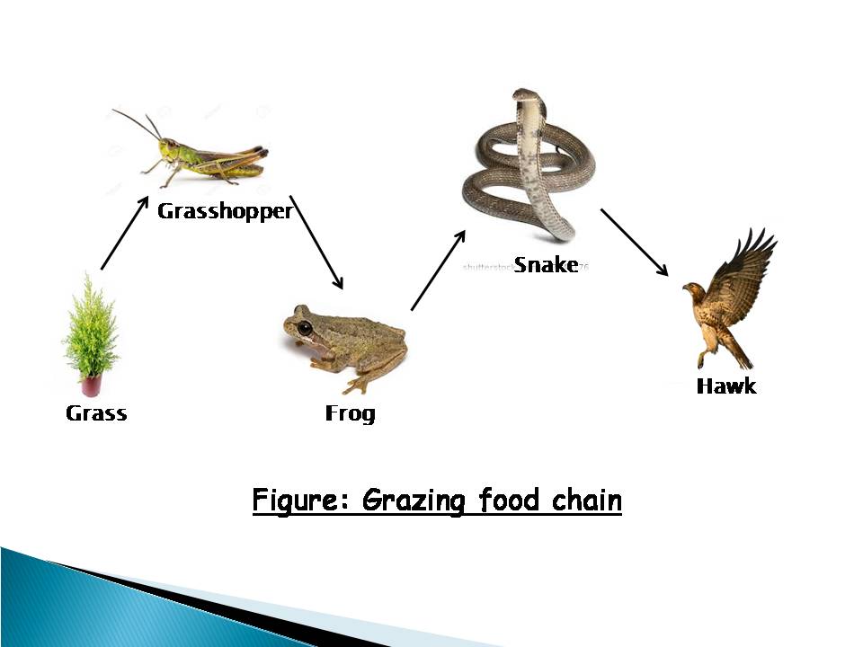 Food Chain And Food Web food-chain-and-food-web