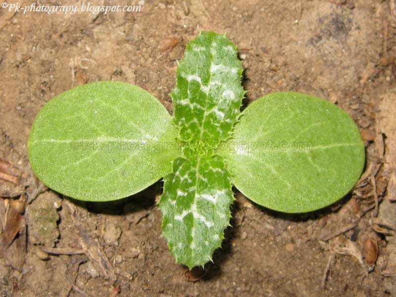Milk Thistle Seedlings | Nature, Cultural, and Travel Photography Blog