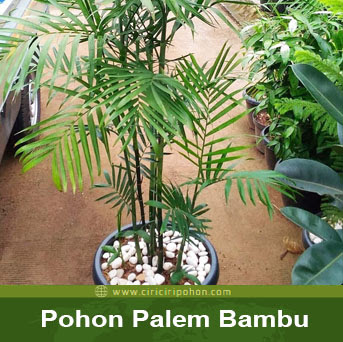 Kelebihan Pohon Palem Bambu yang Penting Untuk Diketahui ...