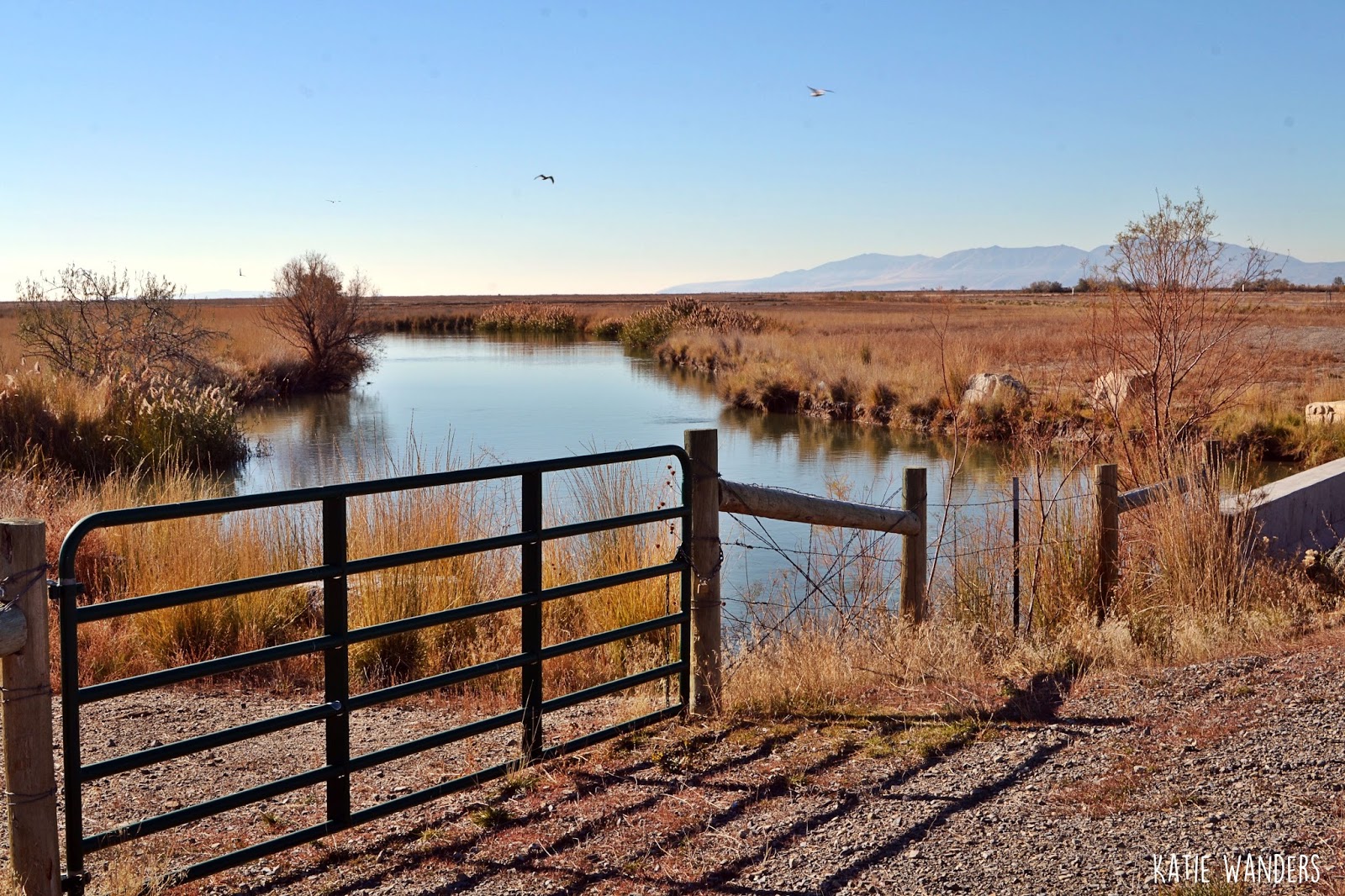 Katie Wanders : Bear River Migratory Bird Refuge