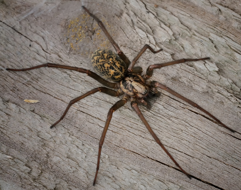 Knuts tips om makrofotografering: Edderkopper