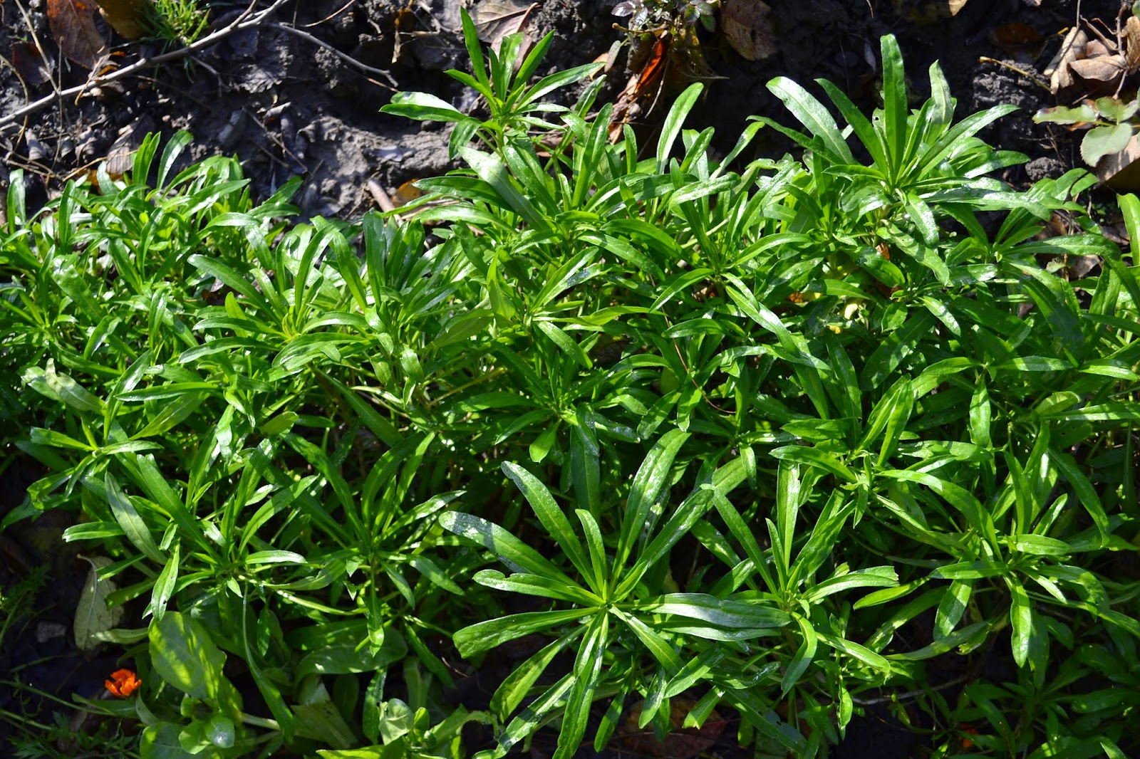 cele patru anotimpuri: Micșunele