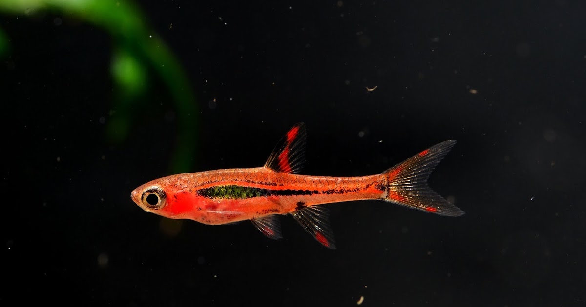 CHILI RASBORA CARE ~ Everything About Fish