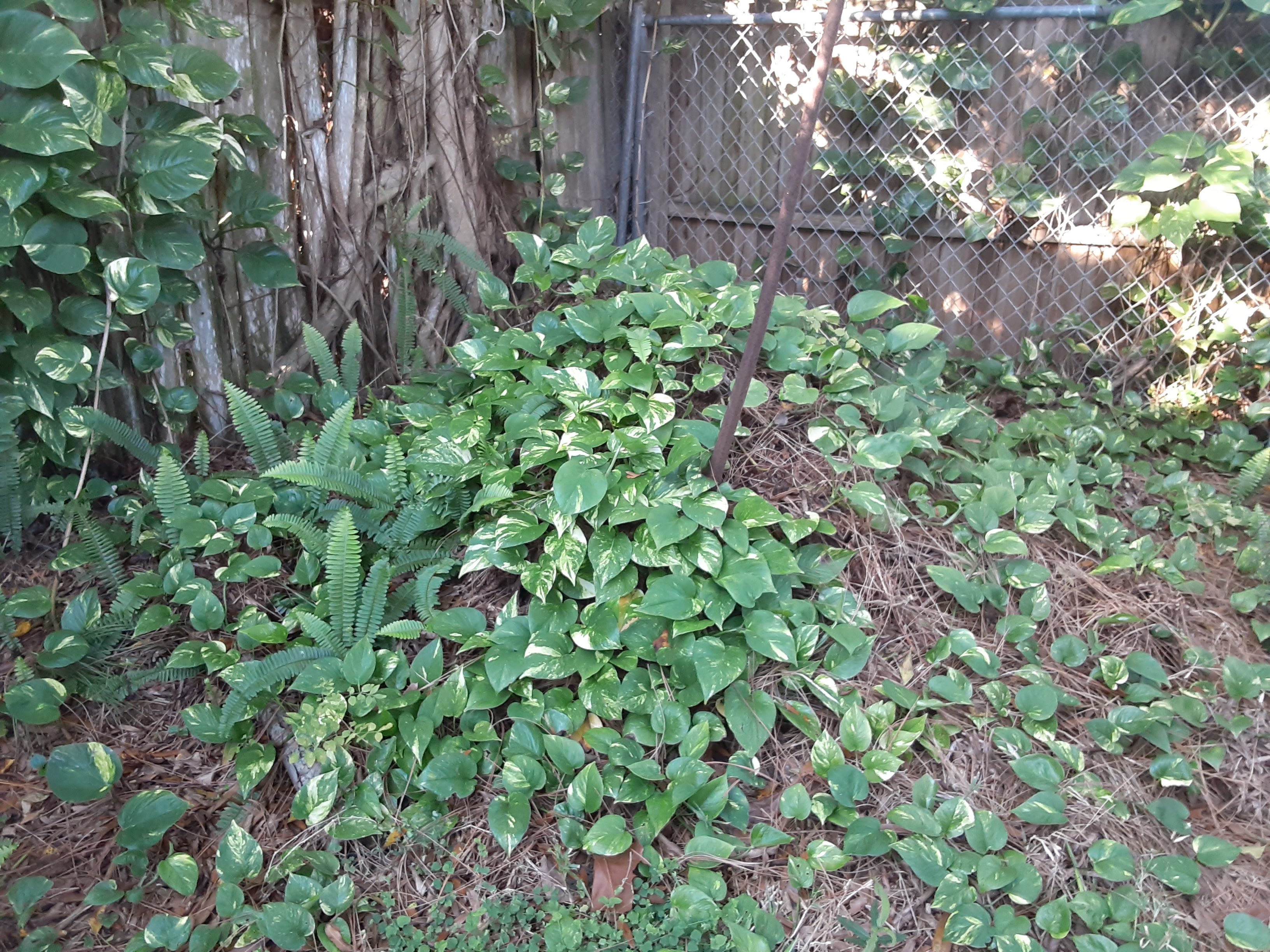 MadSnapper: Invasive Beauty of Pothos