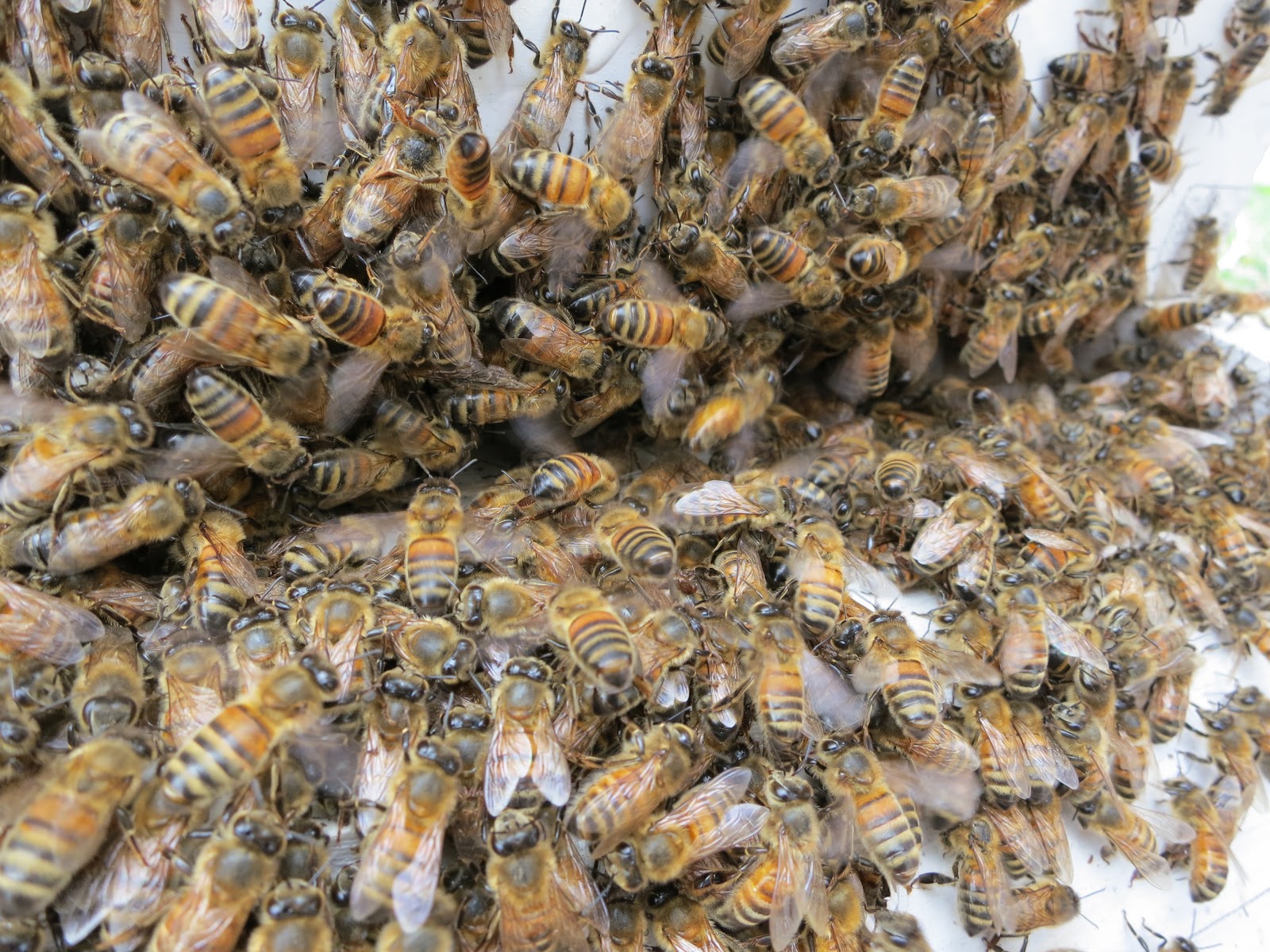 BoroughBees: 4/20 Smoke Bees Erryday