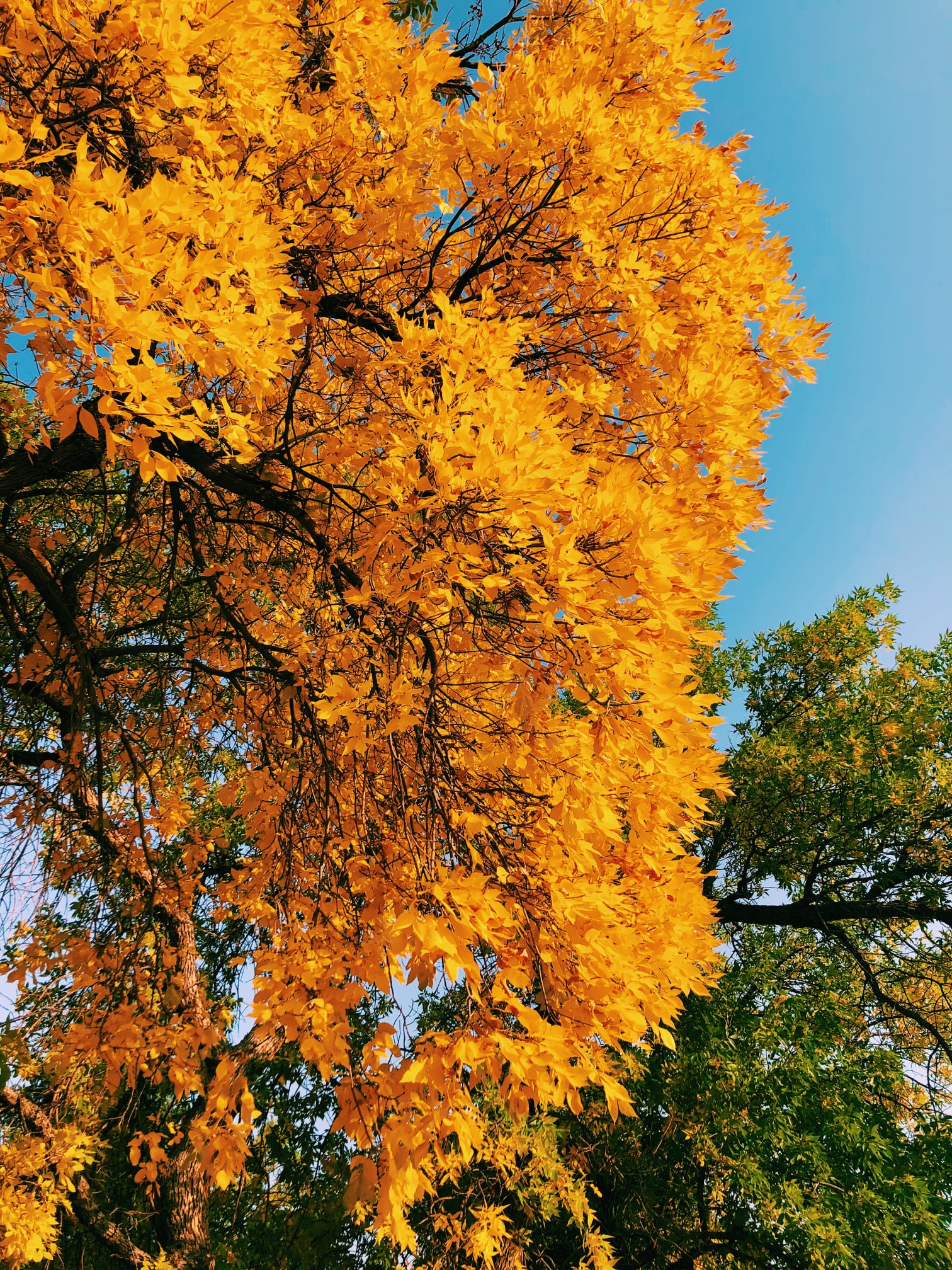 Haute Table: Denver's Best Fall Activities & Events 2021