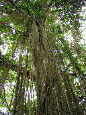 No viviendo en un mundo vivo: Baniano