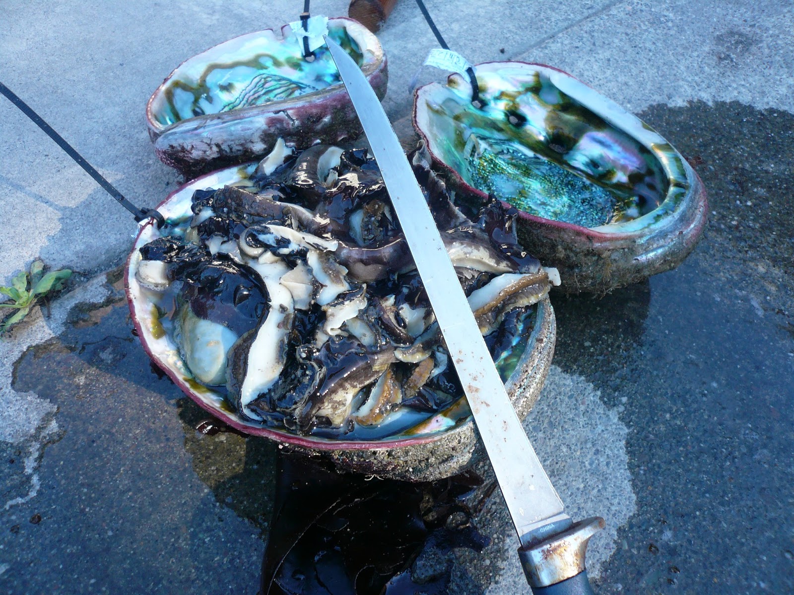 Countryman: Foraging California's Wild Side: Freediving for Abalone ...