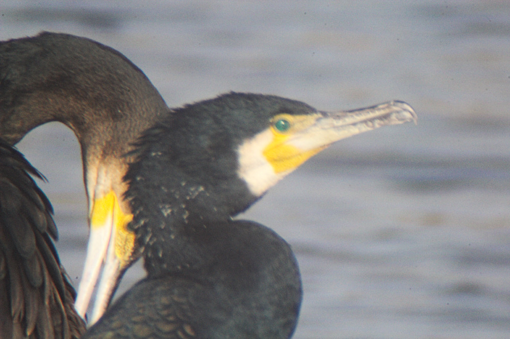 Nature photography with magnification: Focal length of digiscope revisited