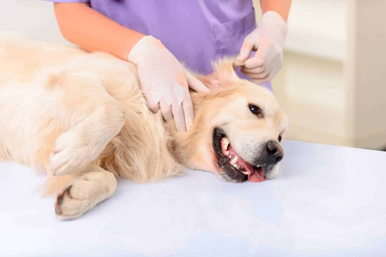 Todo Sobre Mascotas: ¿Por qué y cuándo castrar a mi perro?