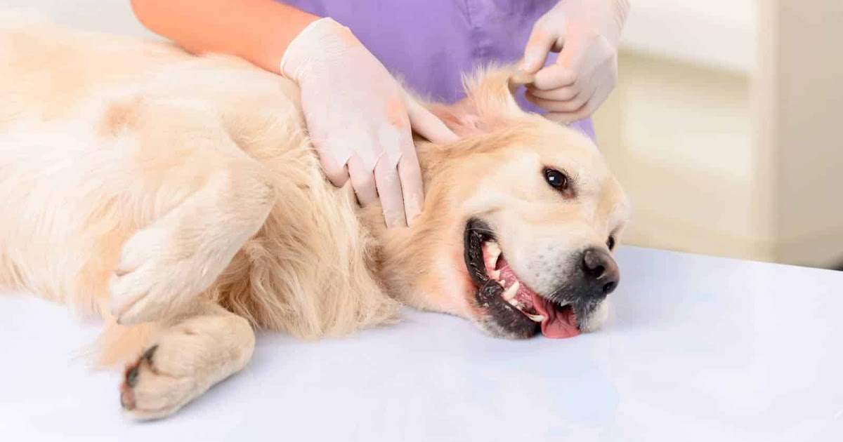 Todo Sobre Mascotas: ¿Por qué y cuándo castrar a mi perro?