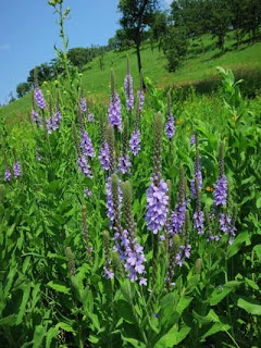 Prairie forbs in full color – Pleasant Valley Conservancy