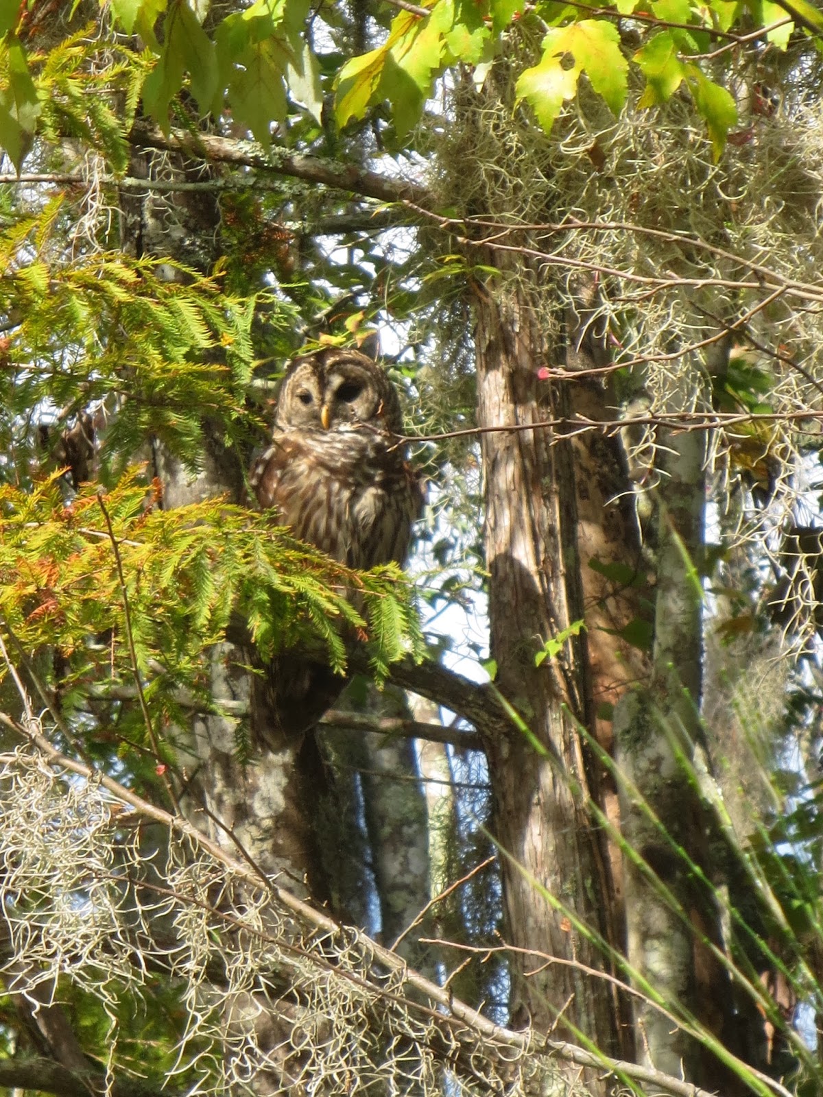 Le Caousou dans les Bayous