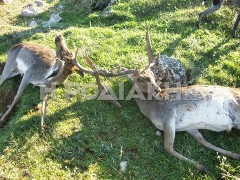 ΜΑΧΗ ΜΕΧΡΙ ΘΑΝΑΤΟΥ ΕΔΩΣΑΝ ΔΥΟ ΕΛΑΦΙΑ ΣΤΗ ΡΟΔΟ! ΤΟ ΕΝΑ ΕΠΕΣΕ ΝΕΚΡΟ ΚΑΙ ...