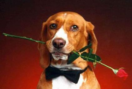 Perro con flor en la boca - Imagui