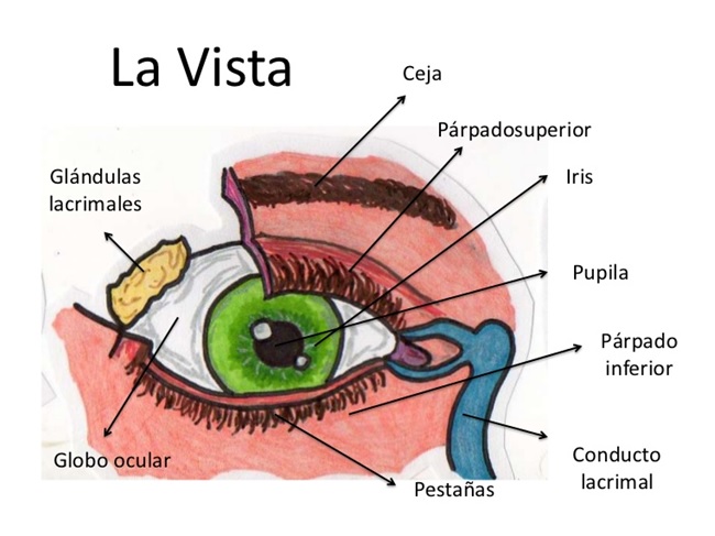EL CUERPO HUMANO: 2020