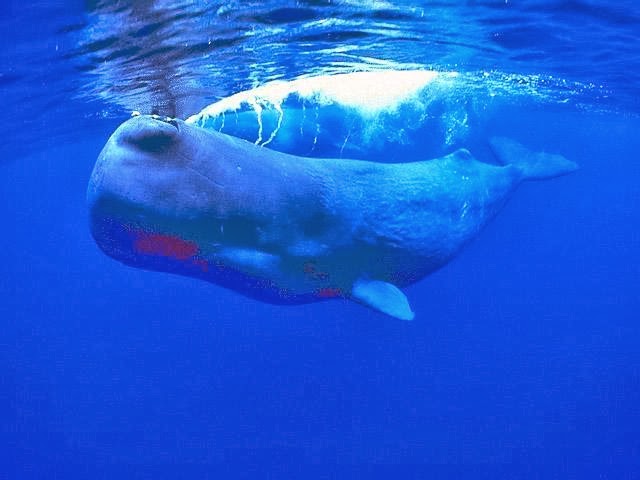 Sperm Whale - Wild Life Planet