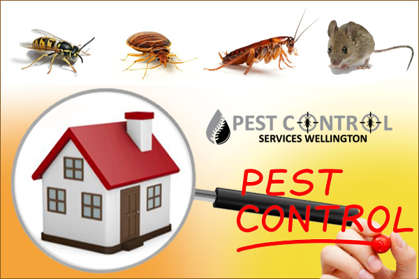 Bird control – Figure out the problems and learn the solution