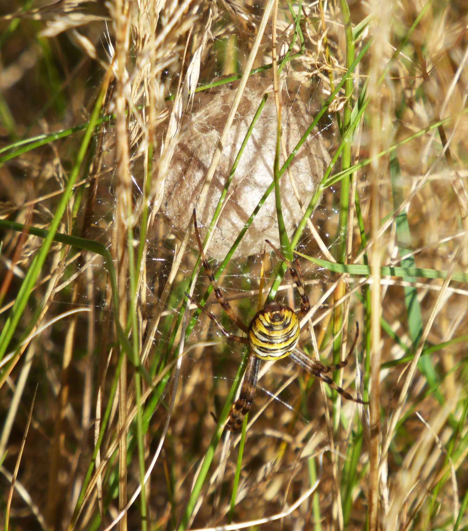 Wild and Wonderful: 2020