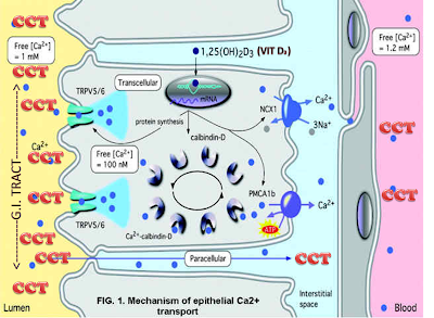 TEAM CCT: PARACELLULAR & TRANSCELLULAR CALCIUM TRANSPORT
