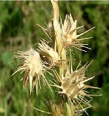 CAILLO ,CADILLO O ABROJO