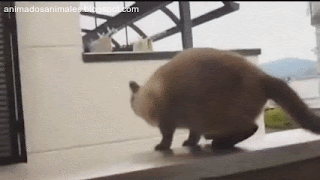 Animados Animales: El gato volador
