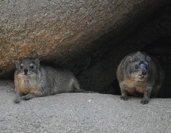 ZOOTOGRAFIANDO (6.100 ANIMALS): DAMÁN DEL CABO / CAPE HYRAX (Procavia ...
