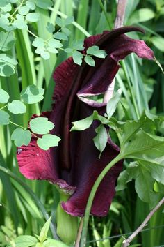 Hamparan Seni: Bunga Bangkai Amorphophallus