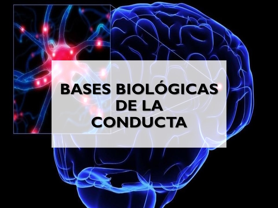 Bases biológicas de la conducta
