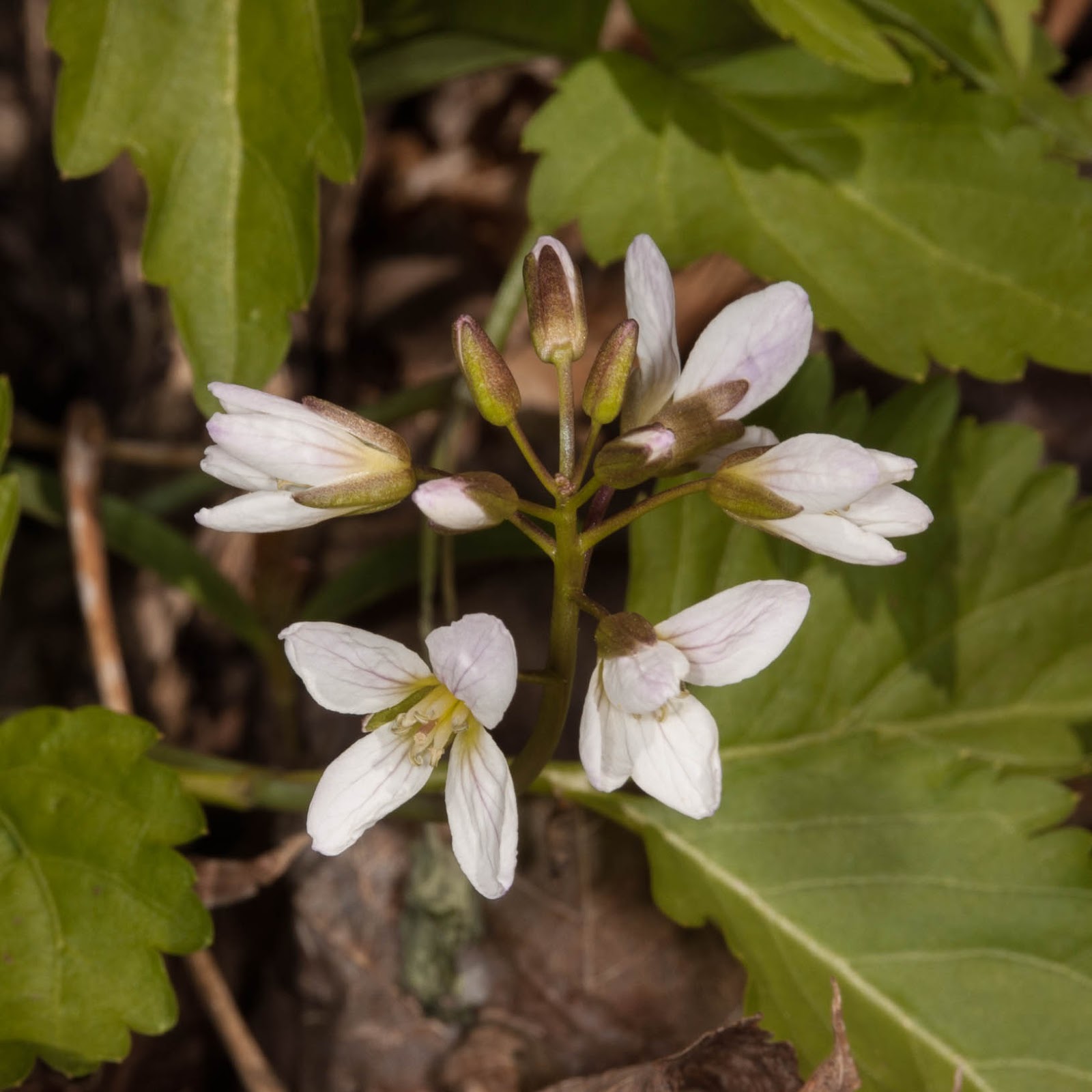 Champlain Islands' Nature: Twinleaf Toothwort