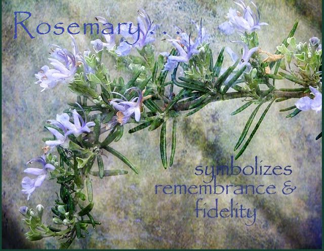 Rosemary--The Ultimate Guide