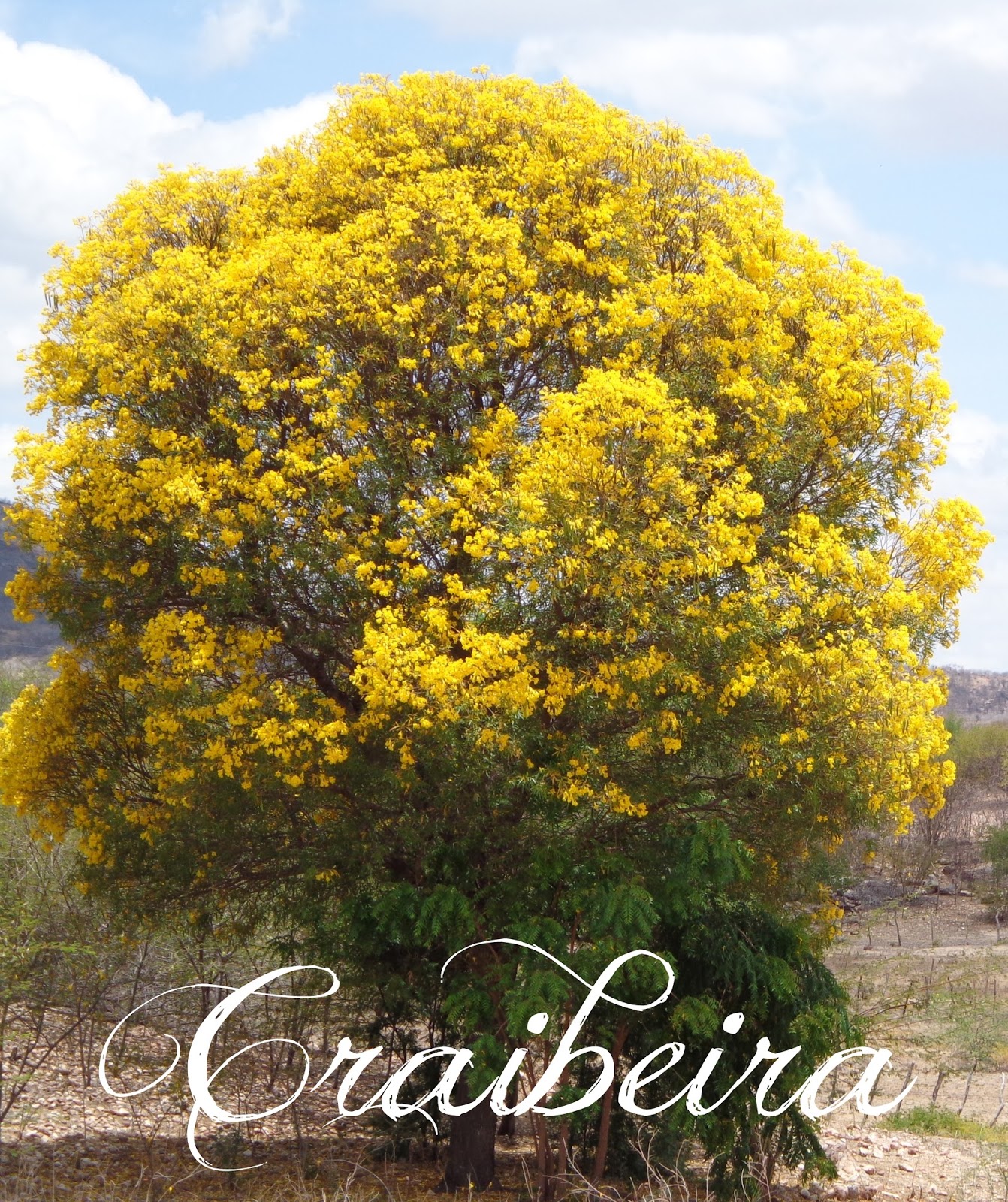 Terezinha Tavares: Árvores do Sertão: Craibeira