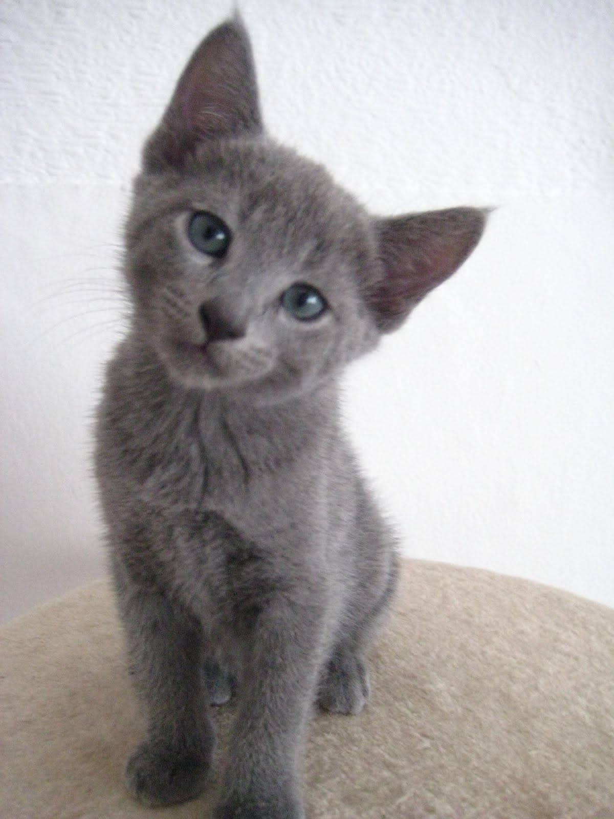 GATOS AZUL RUSO · PerlaCat de Llandrich Blaus, RUSSIAN BLUE CATS ·: Y ...