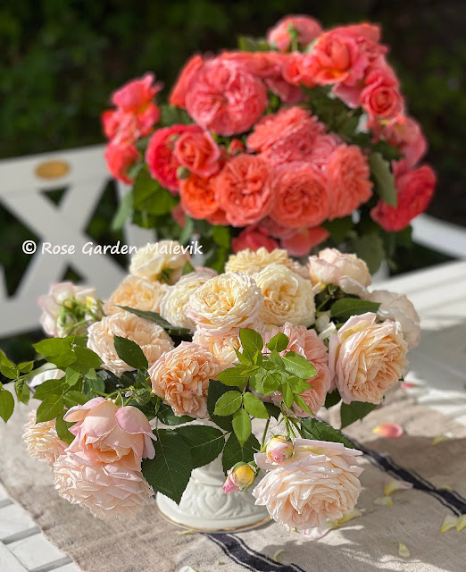 ROSE GARDEN Malevik: fler FRANSKA rosor ~ more FRENCH roses