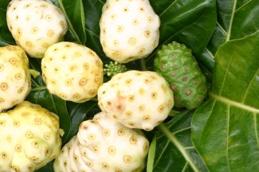 The culture of eating Noni fruit
