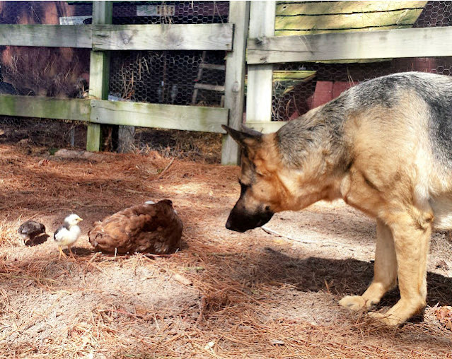 Basic Chicken Etiquette and Training for the Family Dog - Fresh Eggs ...