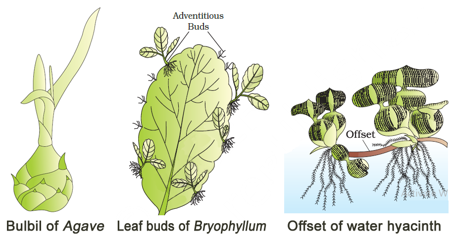 Reproduction in Organisms - Notes | Class 12 | Part 1: Asexual Reproduction