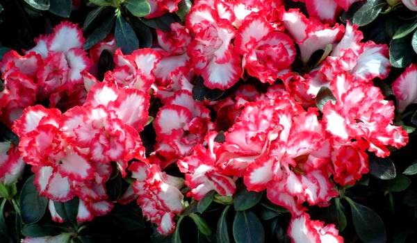 Azaleja - prekrasna ali otrovna