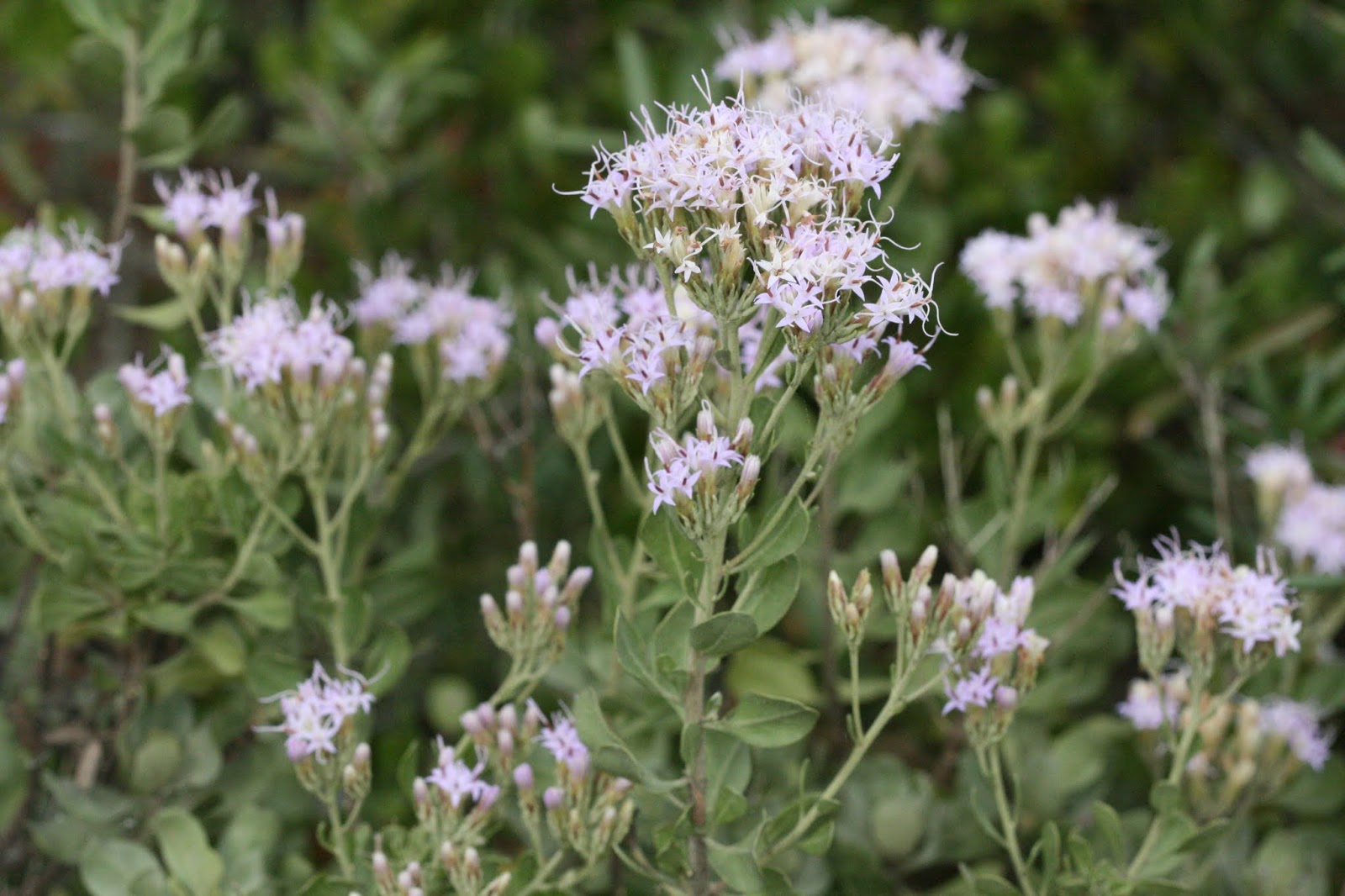 Native Florida Wildflowers: Garberia - Garberia heterophylla