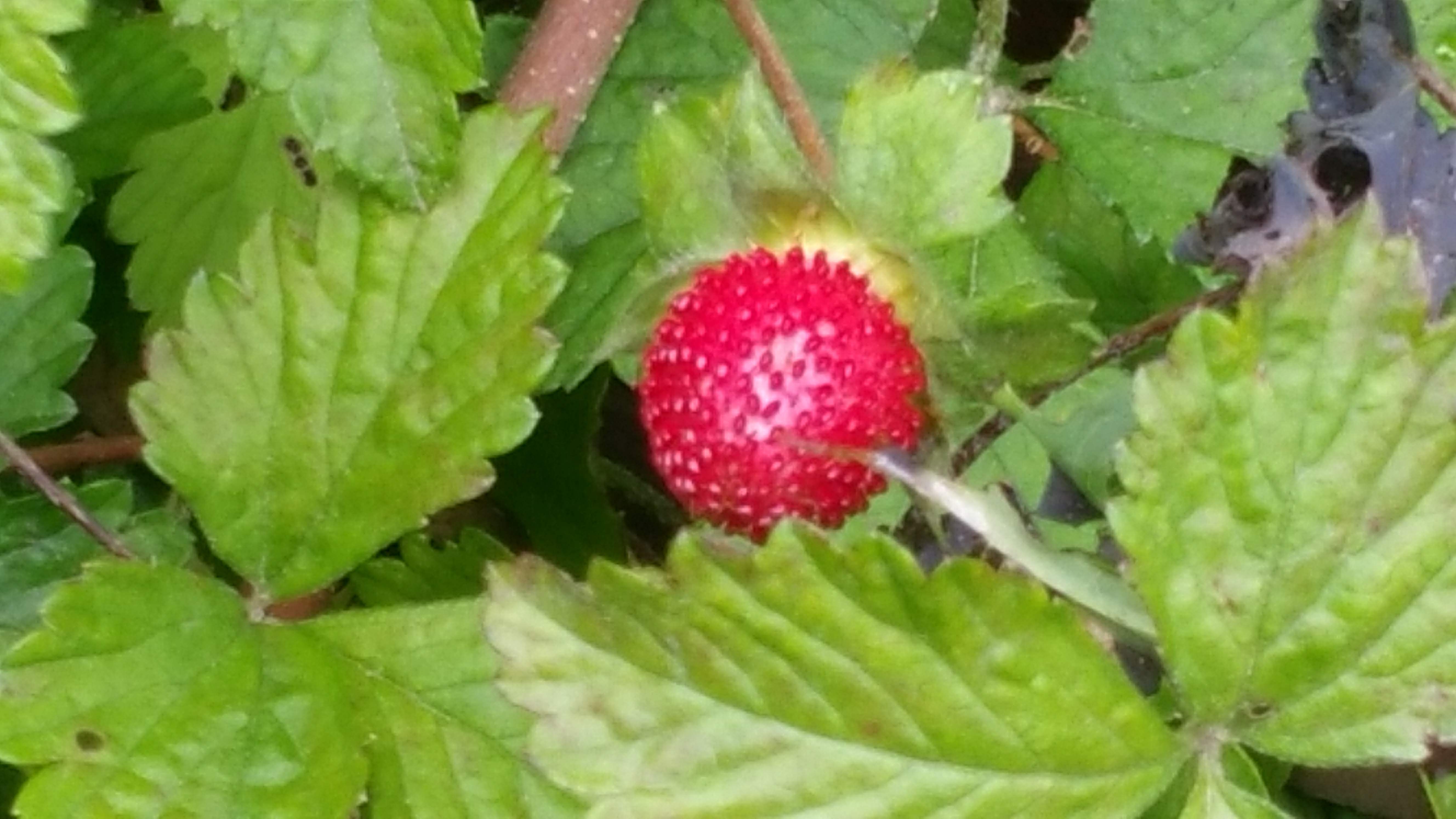 Food's Fan Club : Strawberry's Conspicuous Doppelganger : "Snake Berries"