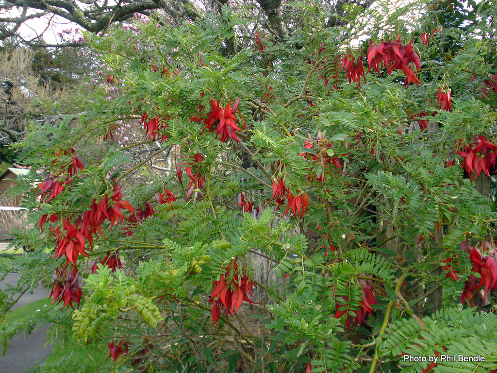 Clianthus puniceus (flor de gloria): ficha de arbusto con flores rojas