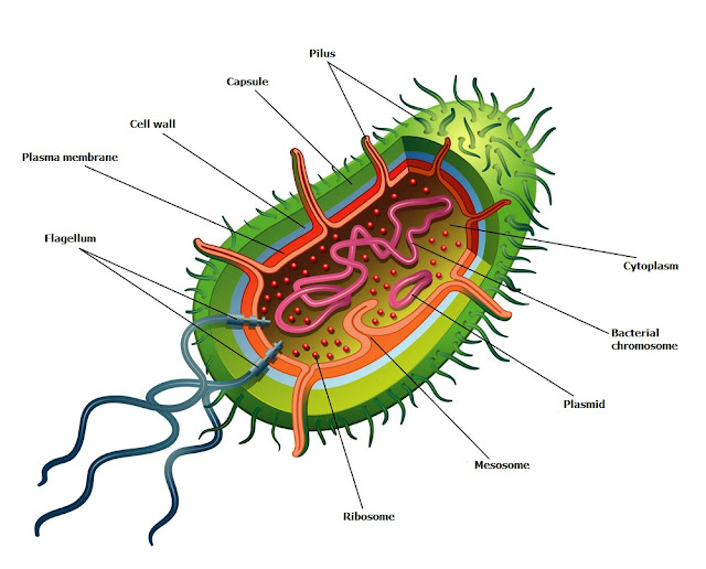 Cells - division, structure and functions