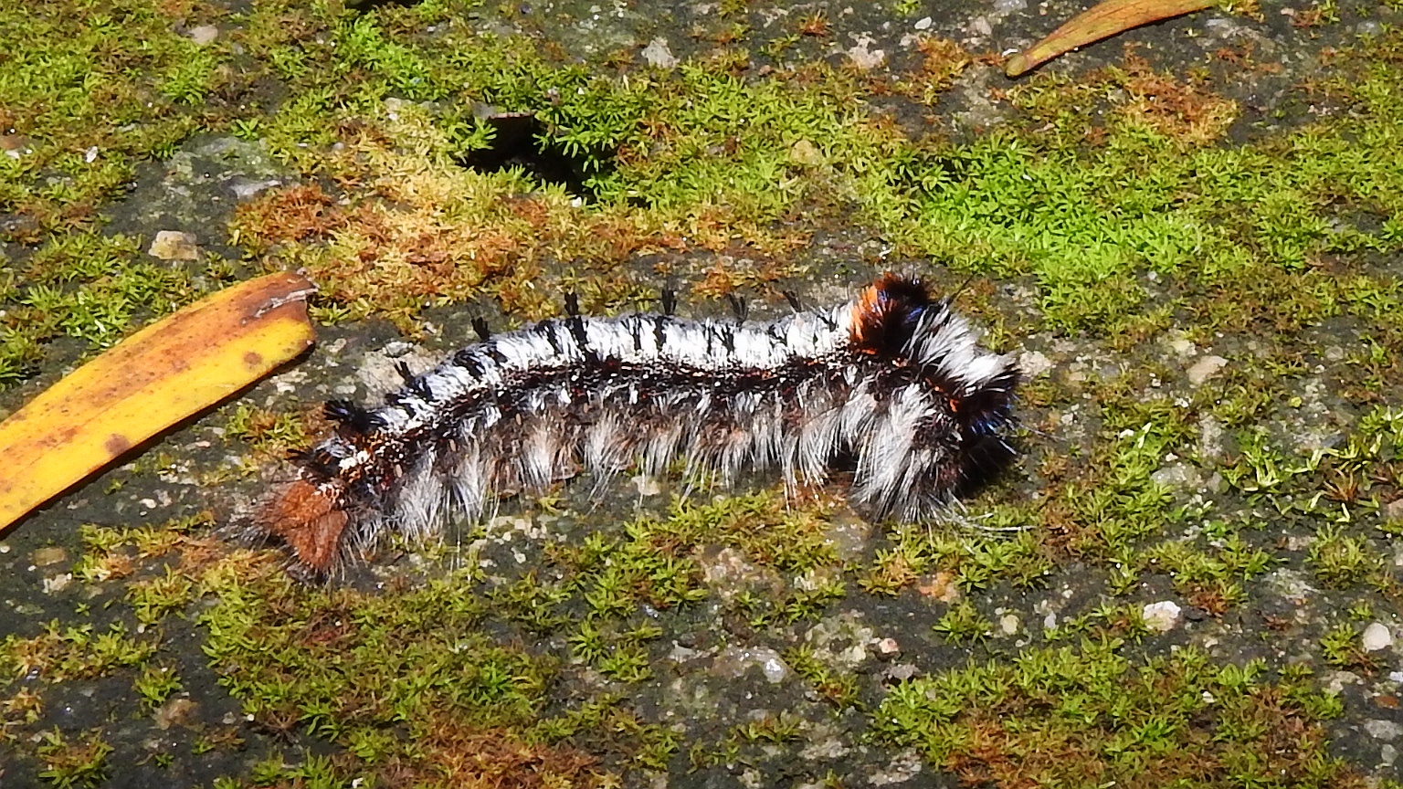 台灣-鳥類與昆蟲-自然觀察記錄: 馬尾松枯葉蛾/赤松毛虫 Dendrolimus punctatus/枯葉蛾科 Lasiocampidae