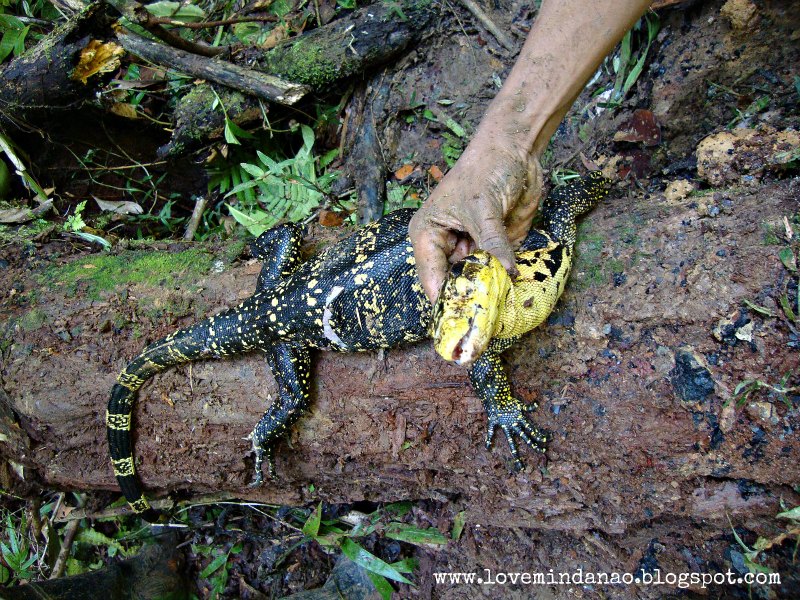 Manobo Exotic Food: The Untold Story of Bibang (Varanus cumingi)