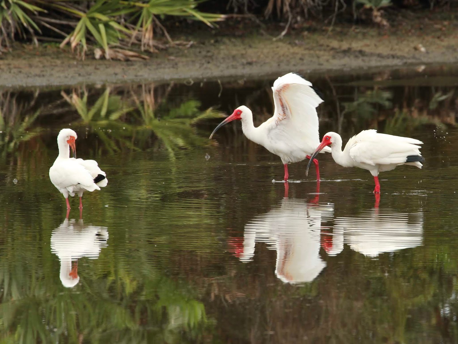 Southwest Daily Images: Ibises