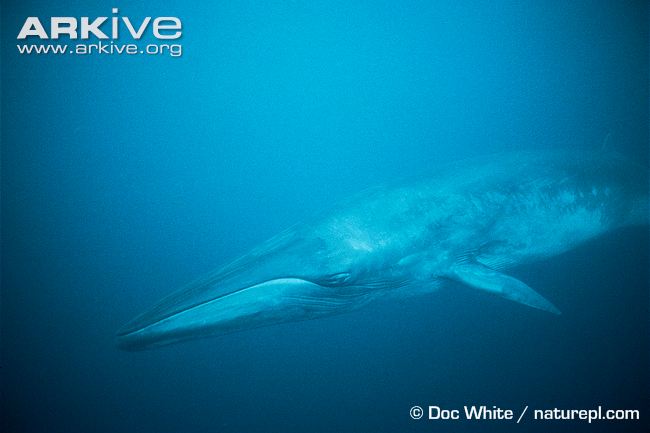 Argentina nativa: Rorcual de Bryde (Balaenoptera edeni)